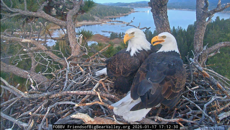 Bald eagles Jackie and Shadow welcome first egg of 2026 at Big Bear nest