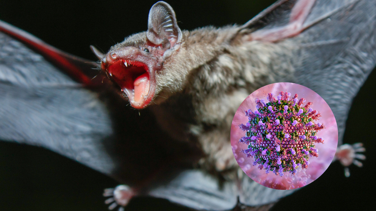 Nipah virus outbreak in India: 100 people quarantined, doctor issues ...