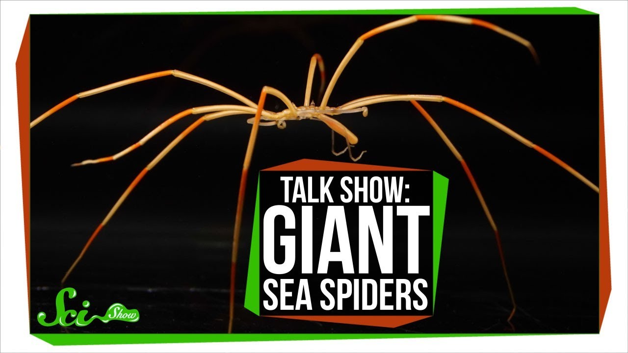 Giant Antarctic sea spiders | SciShow Talk Show