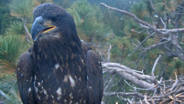 Beloved Big Bear eagle couple welcomes first egg of the year