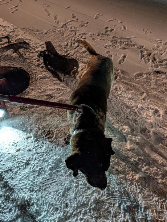 Colorado Springs Fire Department rescues dog from storm drain amid ...