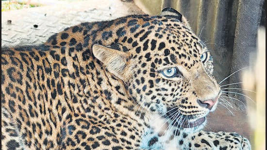 Leopard captured after three days of wandering in Joshiwadi
