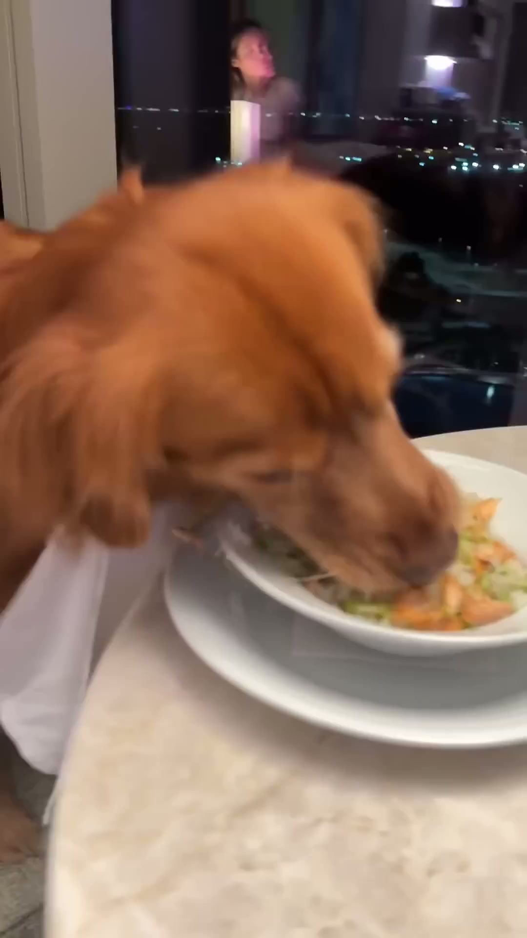 Golden retriever vs goldendoodle eating challenge! #foodchallenge # ...