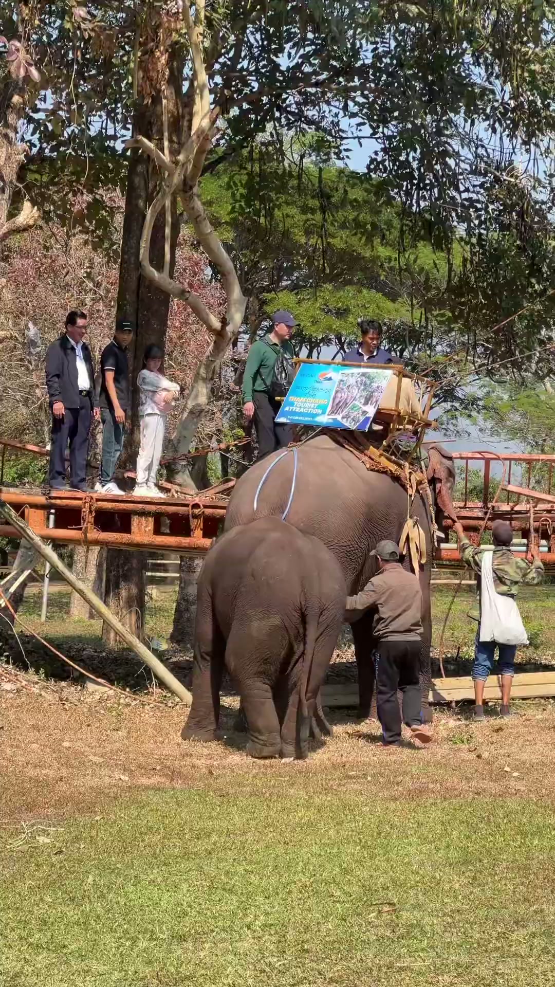 This is so sad 😞🐘 Please don’t ride an elephant 🙏🏼 This was in Vang ...