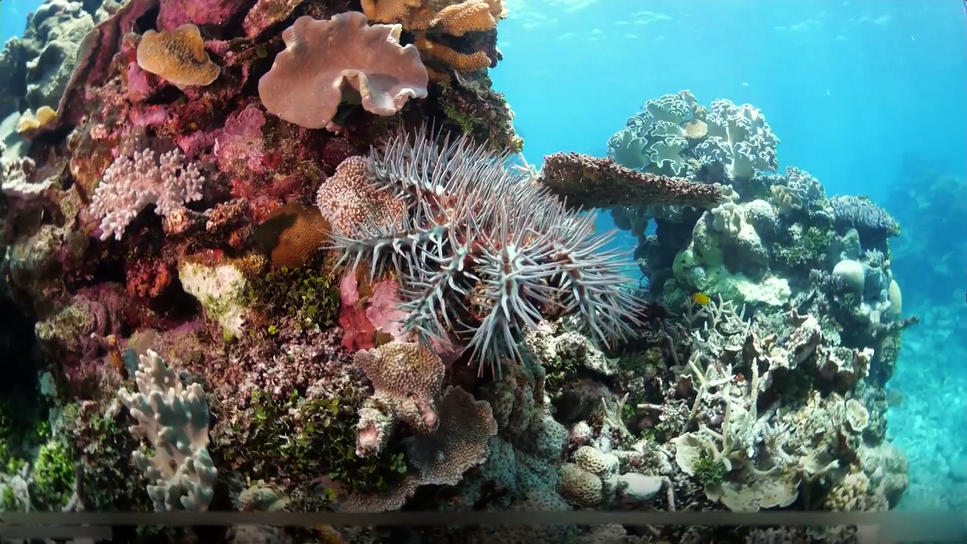 Destructive crown-of-thorns outbreak emerges on Great Barrier Reef