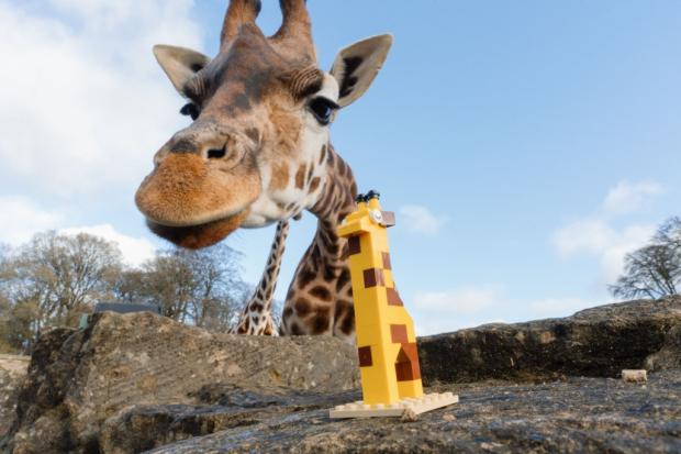 Longleat to build miniature brick safari to mark anniversary
