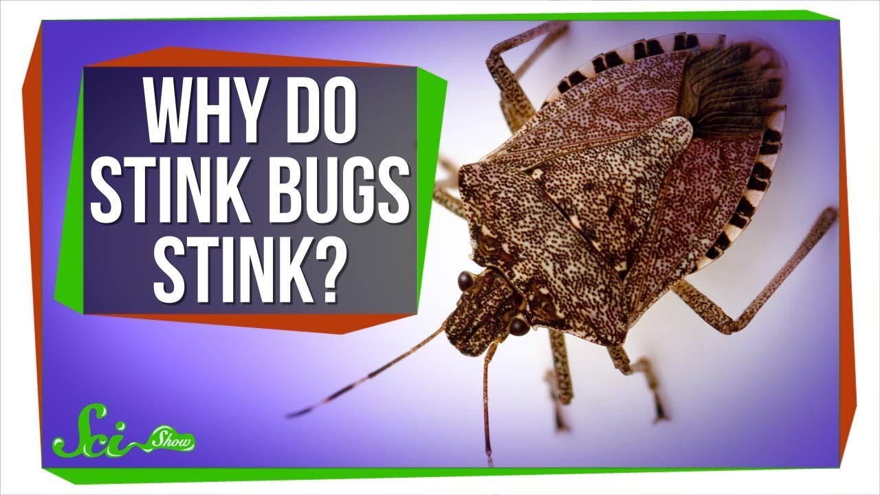 Why do stink bugs stink?