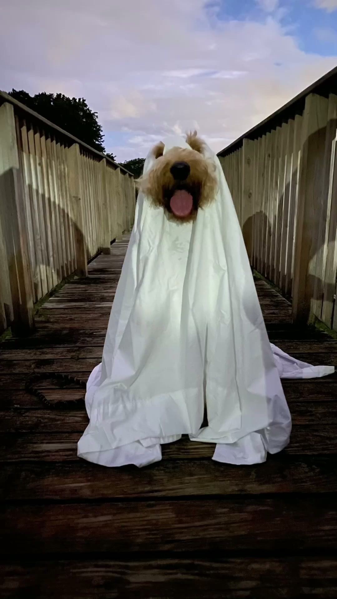 Ghost photoshoot trend with my dog! 👻 #ghostphotoshoot #goldendoodle # ...