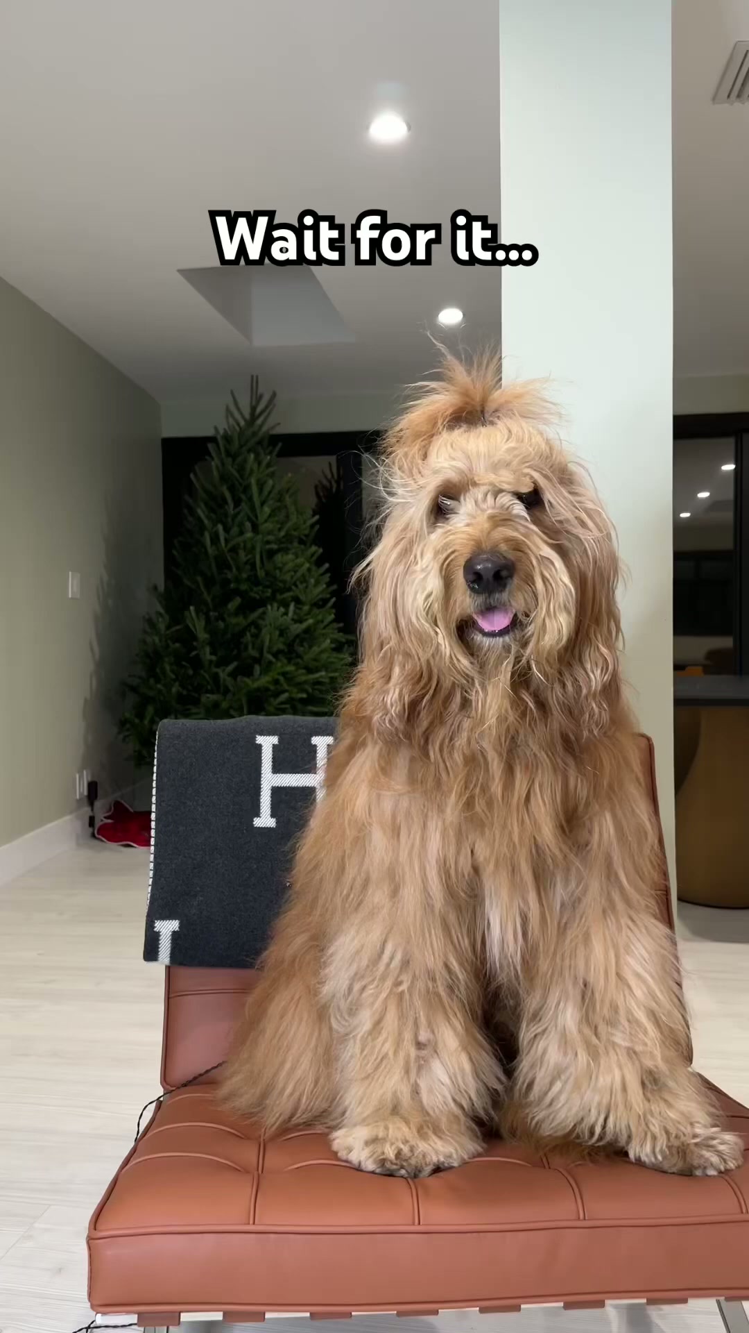 I decorated my dog with Christmas lights! #christmaslights # ...