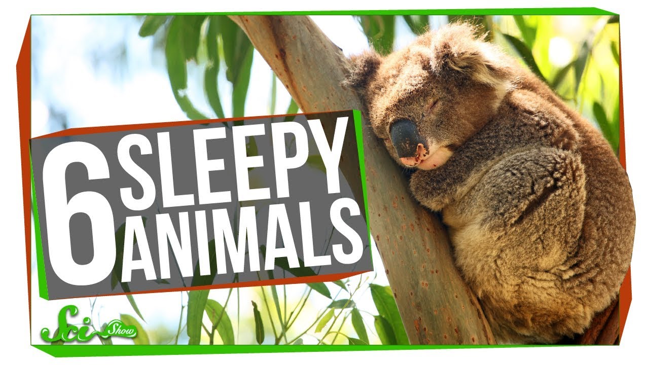 5 animals that sleep too much (and one that might not need to)