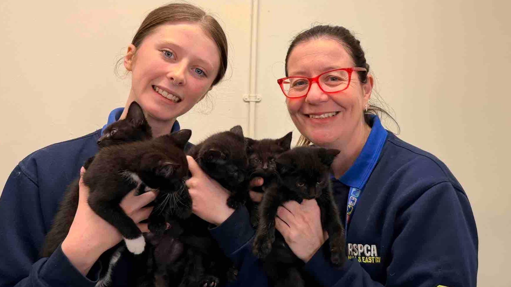 Kittens dumped on Christmas Day up for adoption