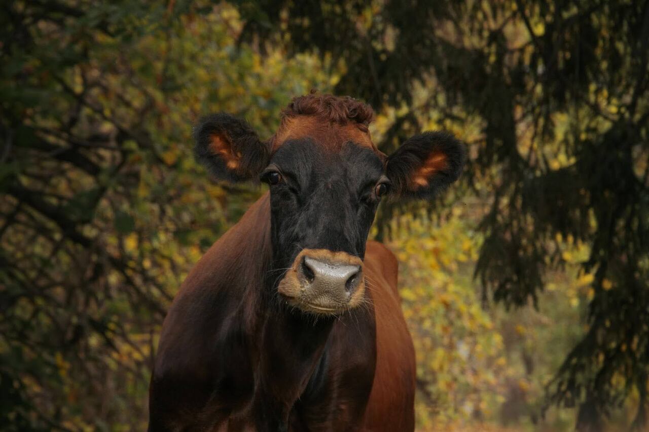 Researchers hope quality, not quantity of milk can save this uniquely ...