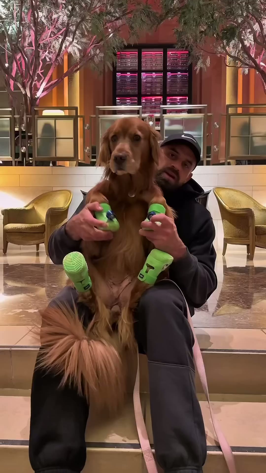 My dog has headlights for her Crocs! #goldenretreiver #dogdad #dogcrocs