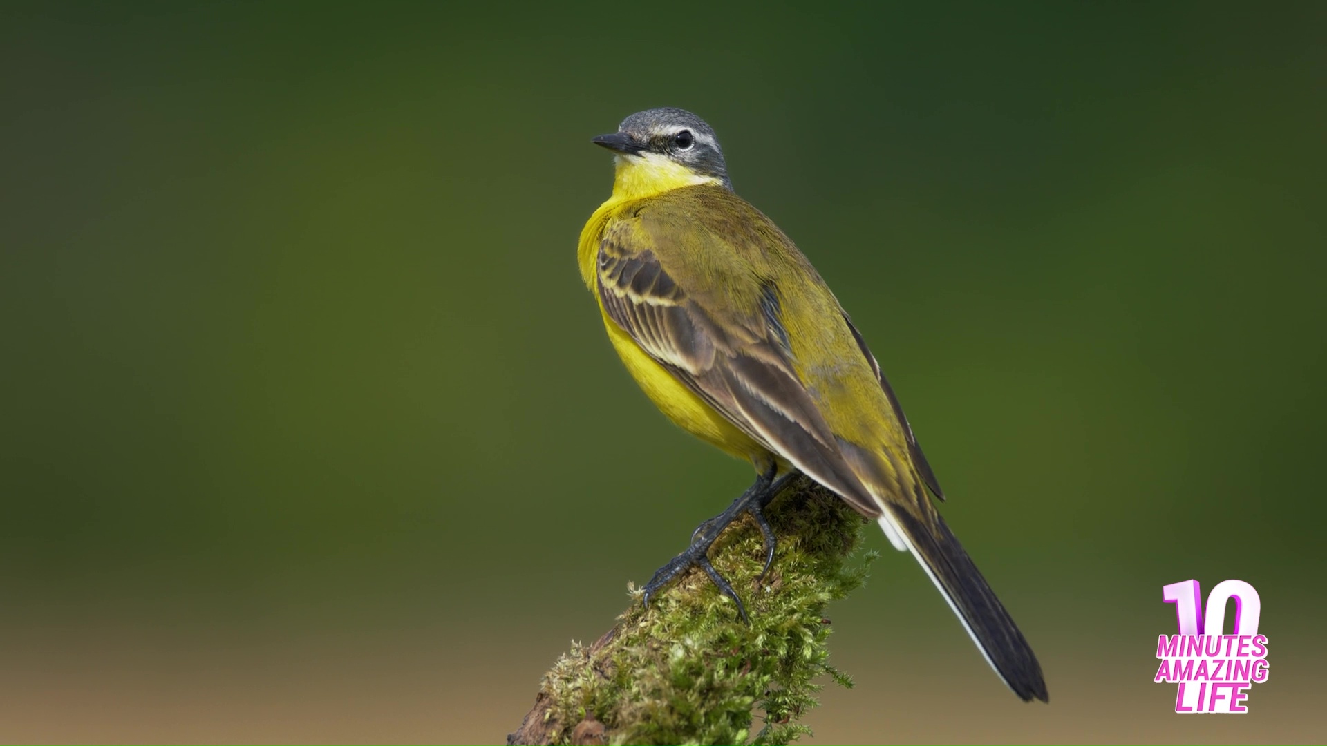 Een prachtige gele vogel vastgelegd in een stil moment