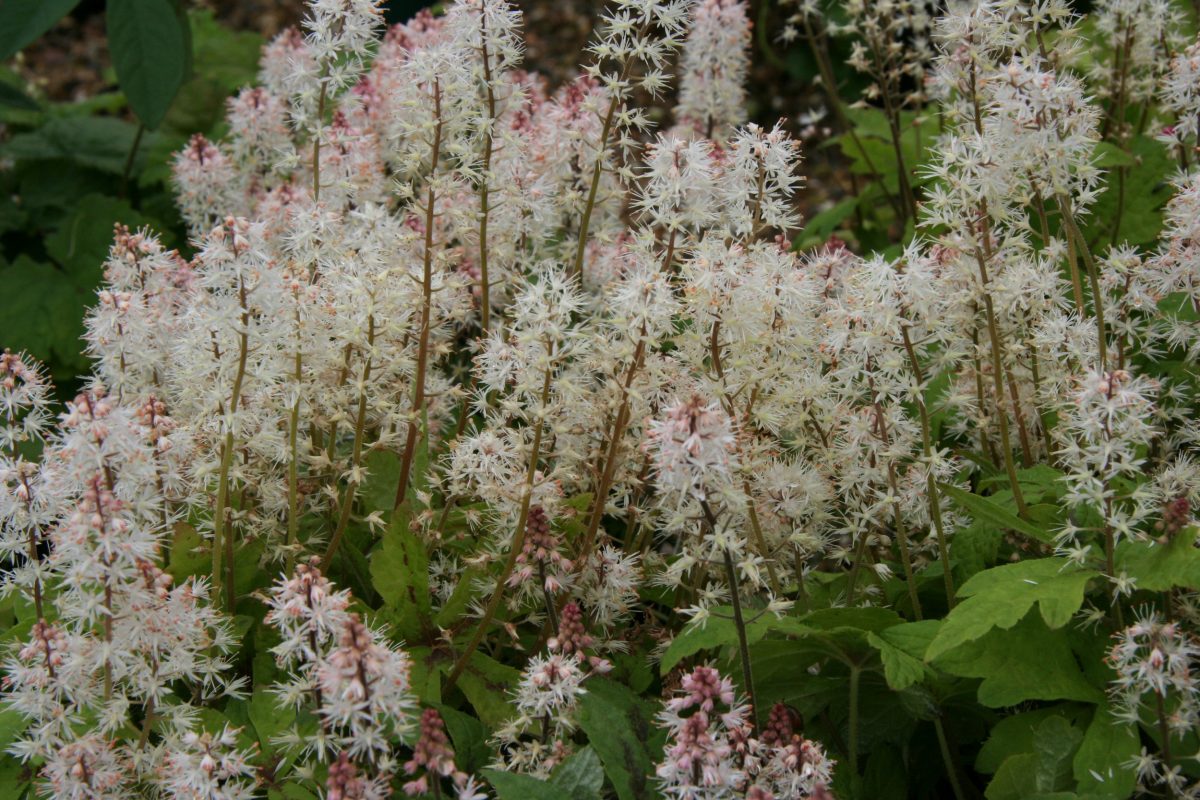 The colourful, low-care plant to brighten winter gardens