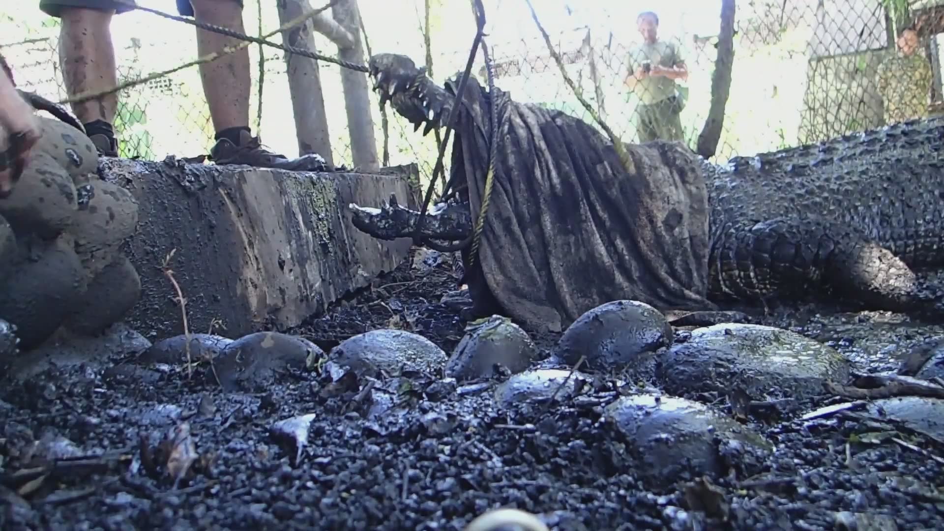 Crocodiles released back into wild