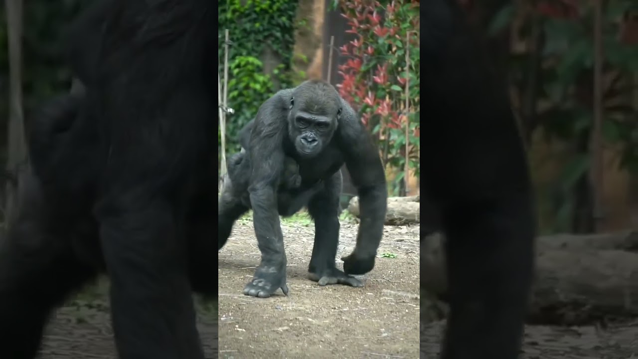 Feel the tender love of a mother gorilla