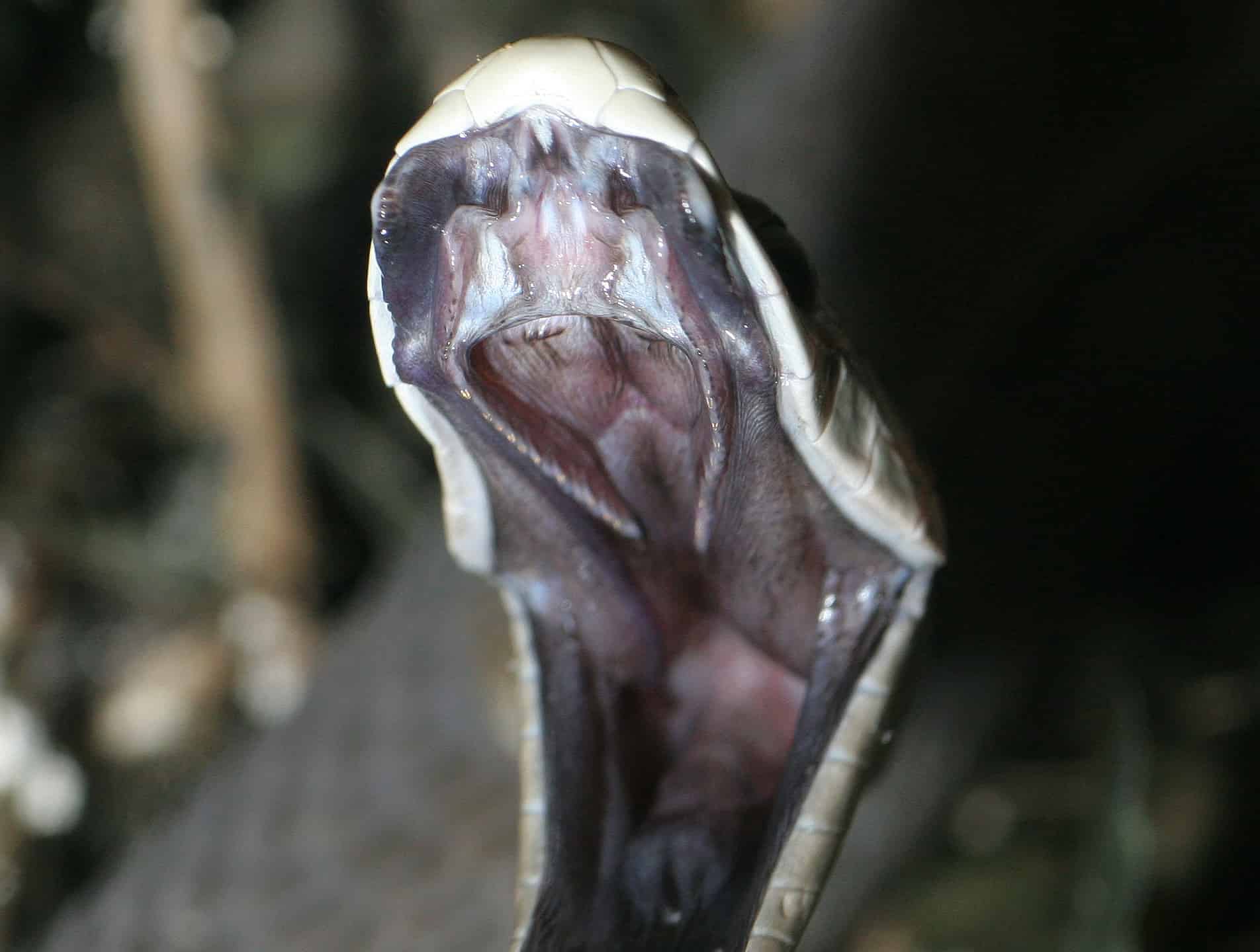 Meet the venomous animals that are as deadly as they are intriguing