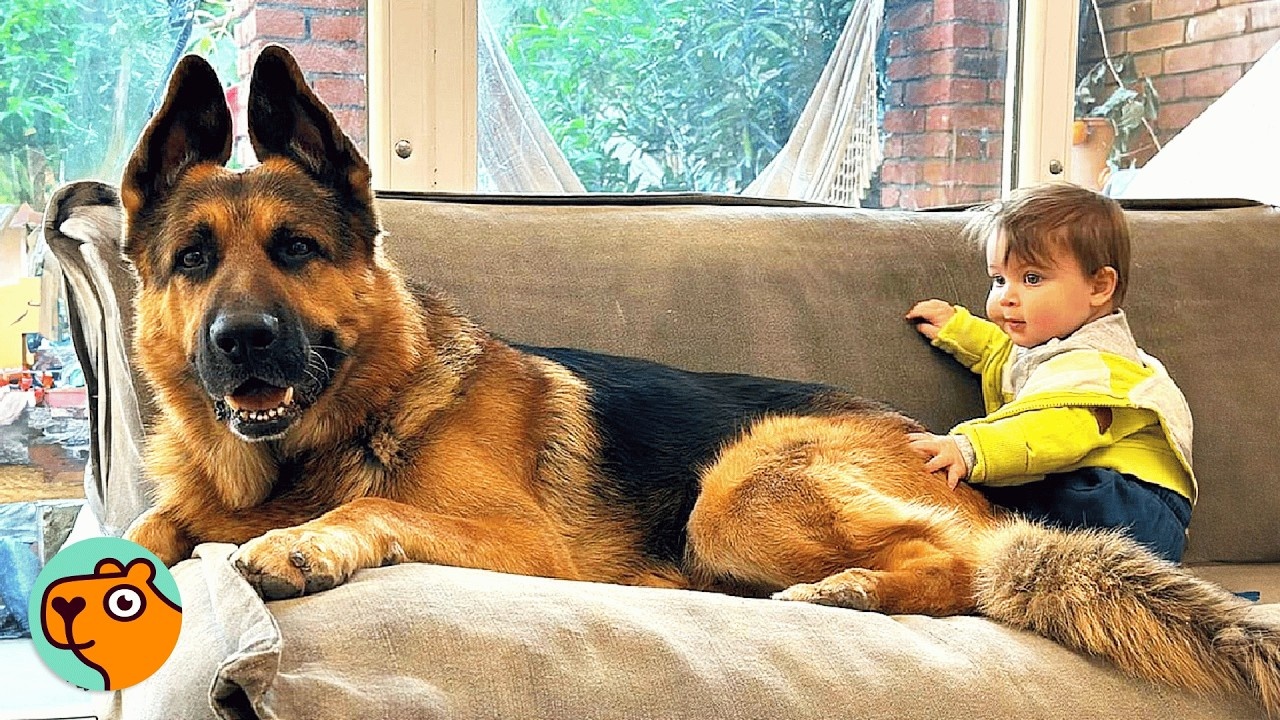 This German shepherd protects his baby brother like a guardian angel