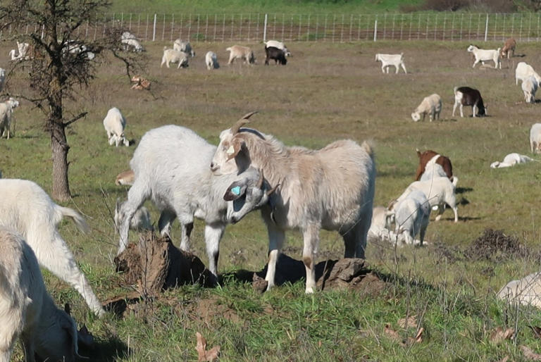 Goats graze in Red Bluff Recreation Area