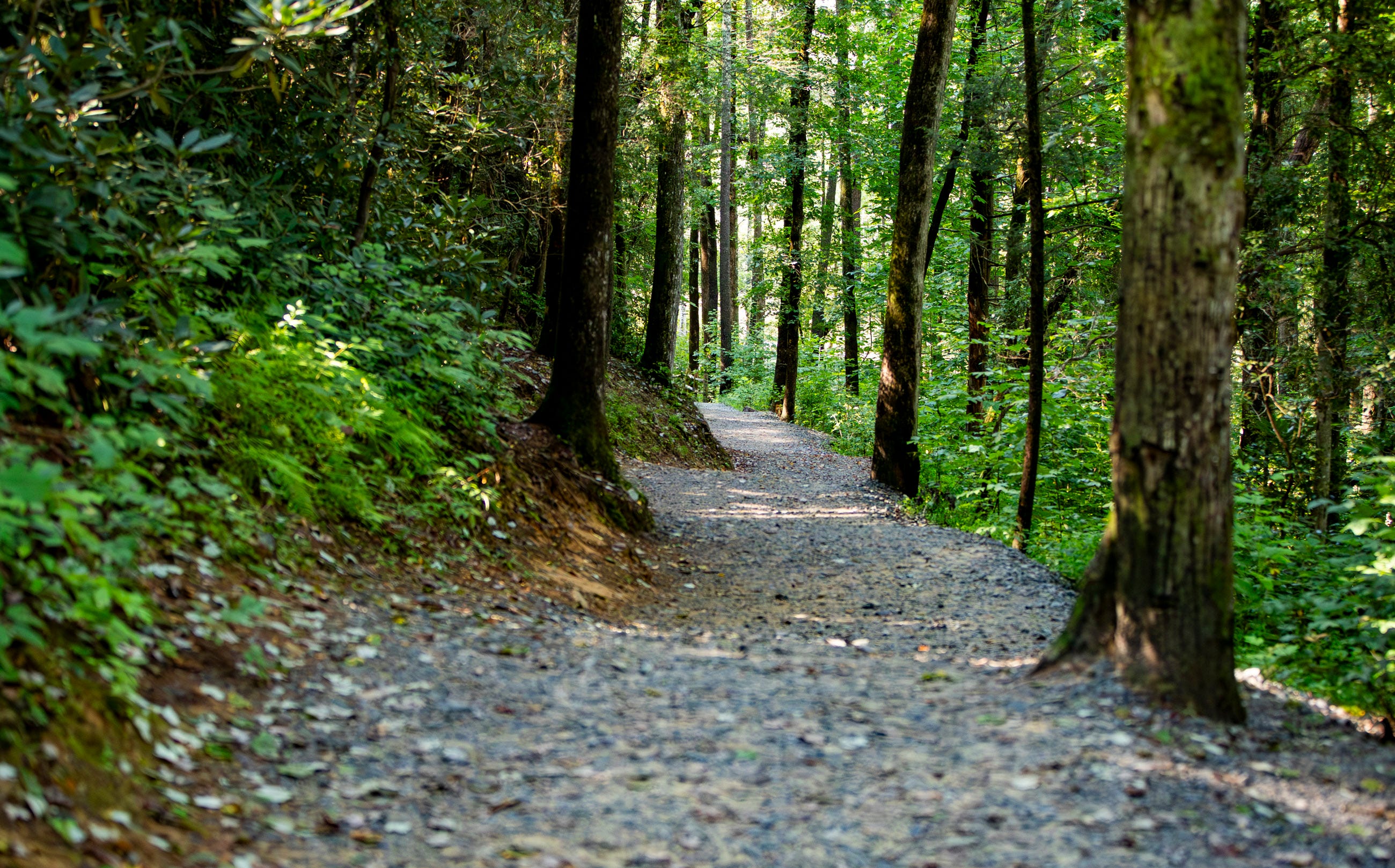 Is DuPont State Recreation Forest open? What we know ahead of the storm