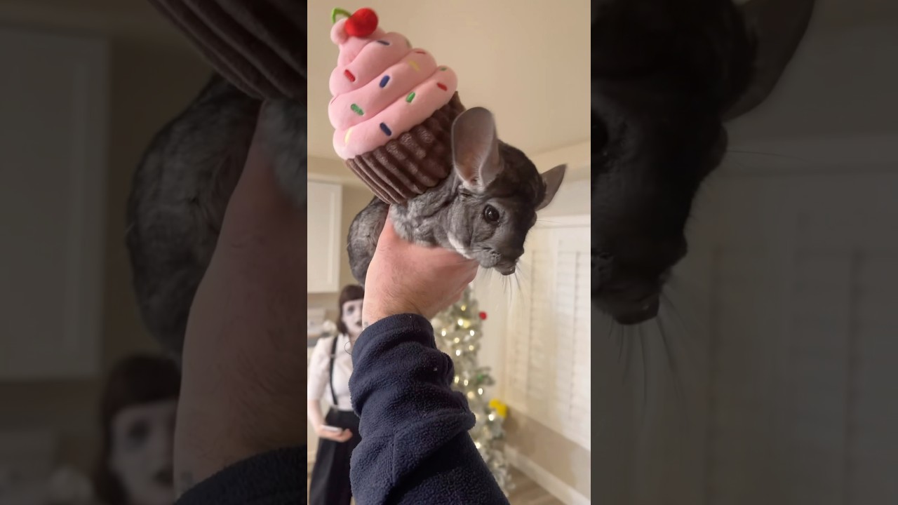 Chinchilla in a cupcake costume