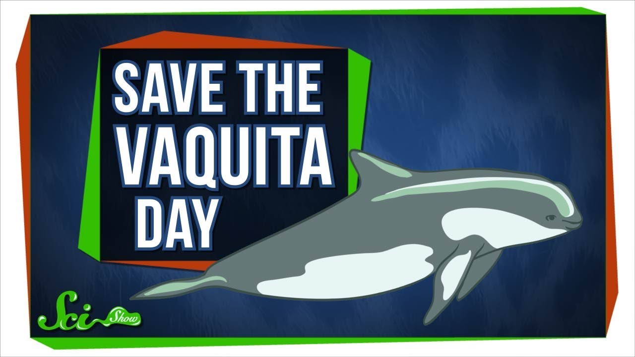 We probably can't save the vaquita—but we can learn from them