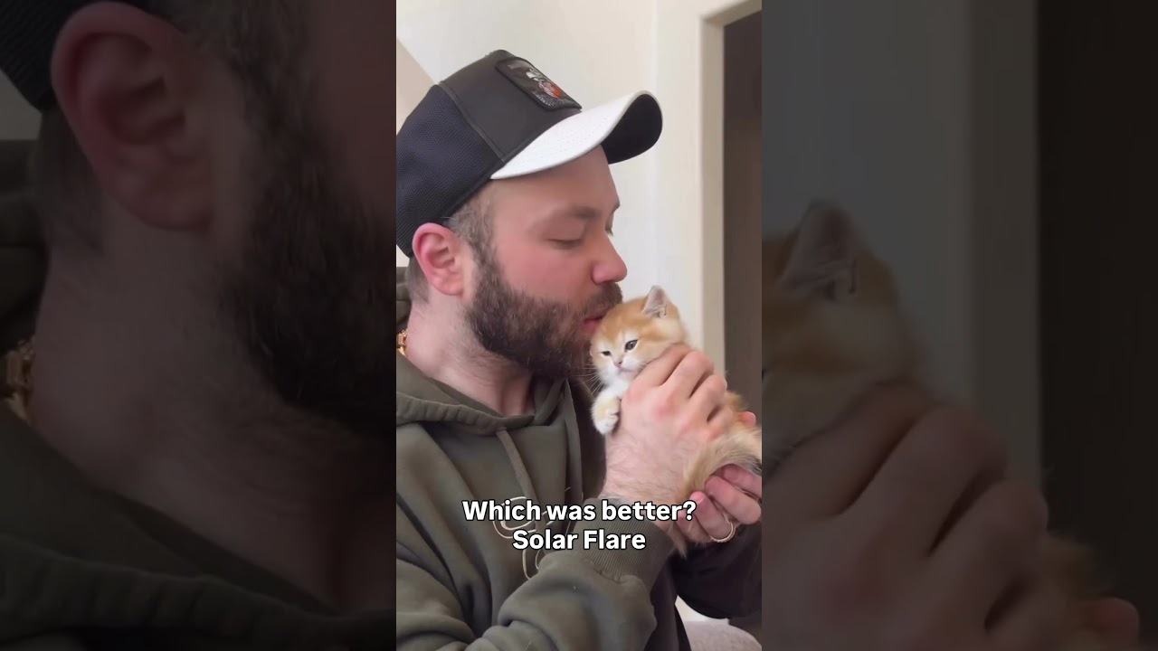 Cat cuteness aggression incoming