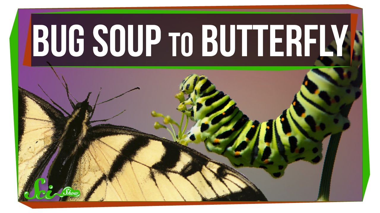 How does bug soup become a butterfly?