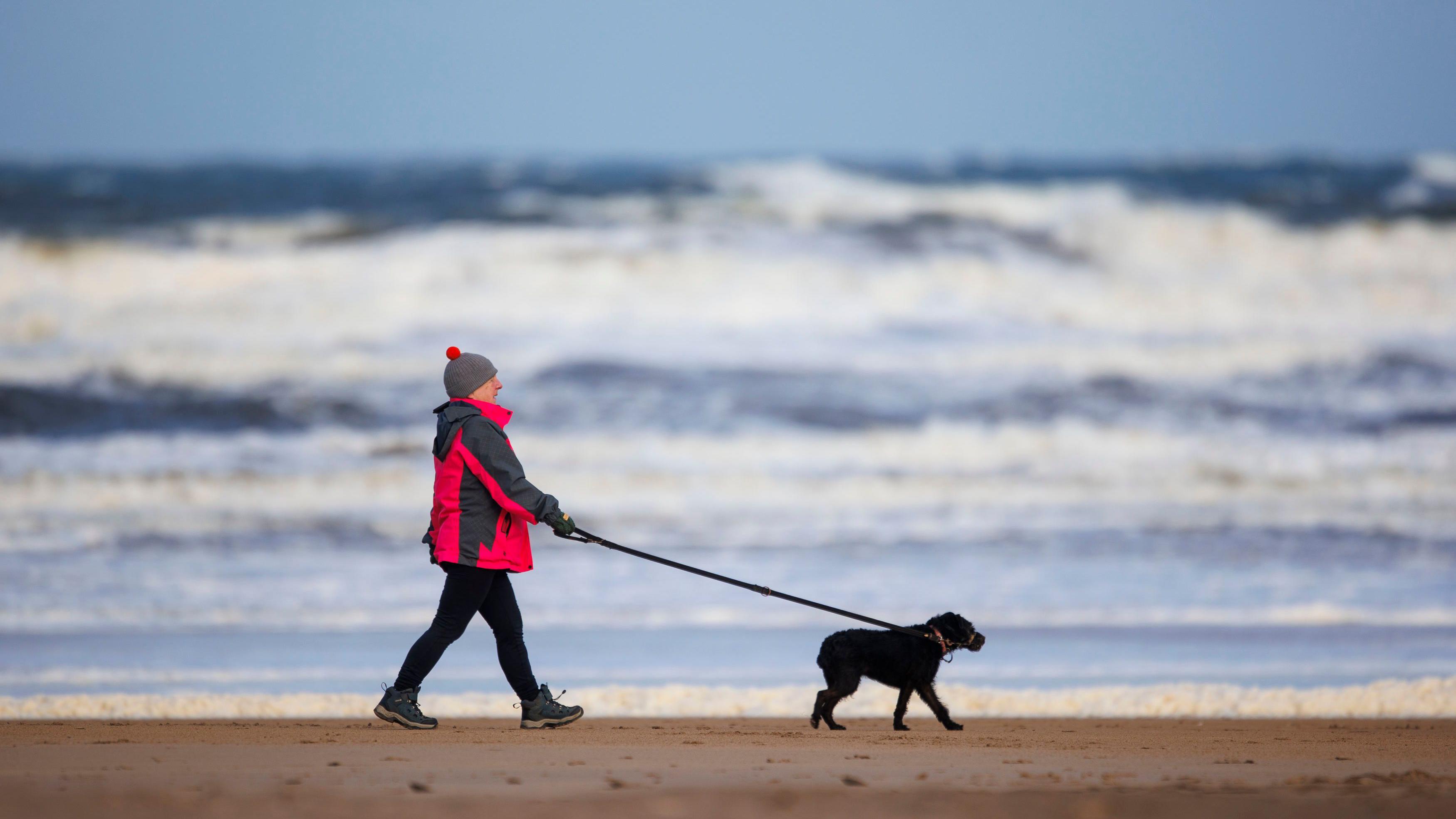 Dog beach rules set to continue after consultation