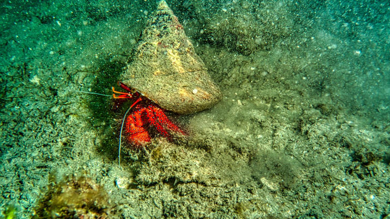 It's not over yet: robot crab films sea creatures' shocking reaction