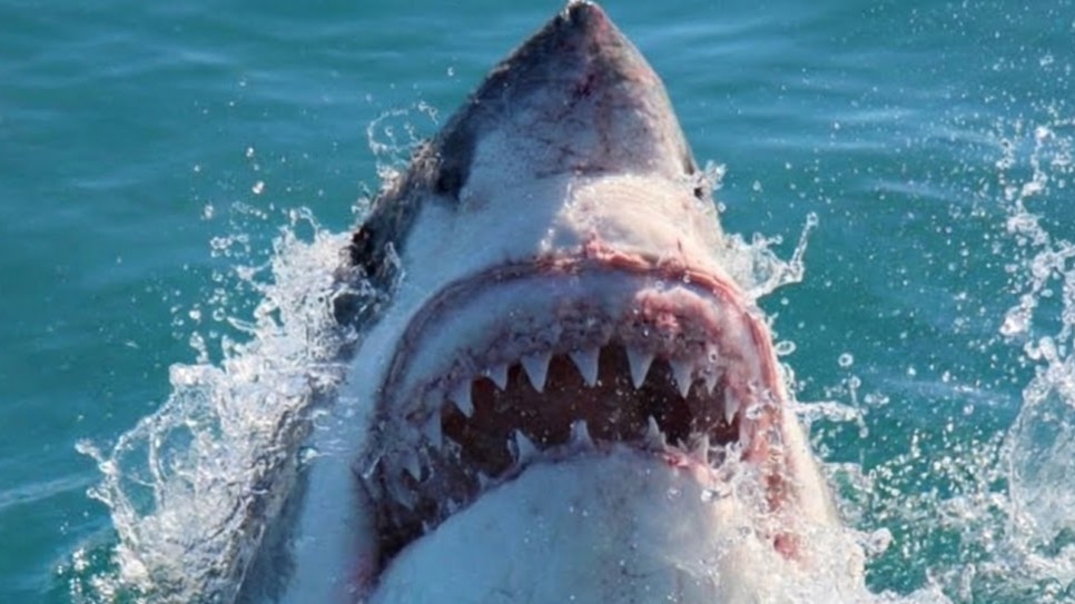 “Fear is the real predator”: The great white lie