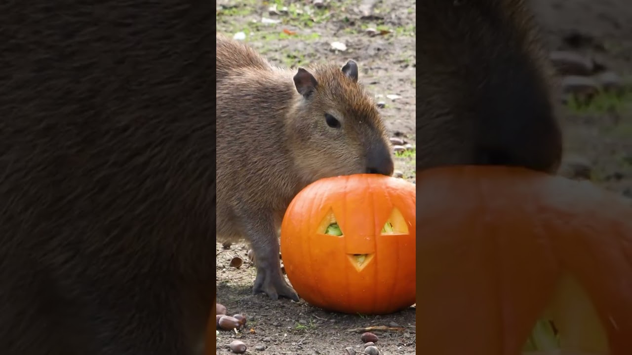 Watch animals celebrate Halloween with playful surprises today