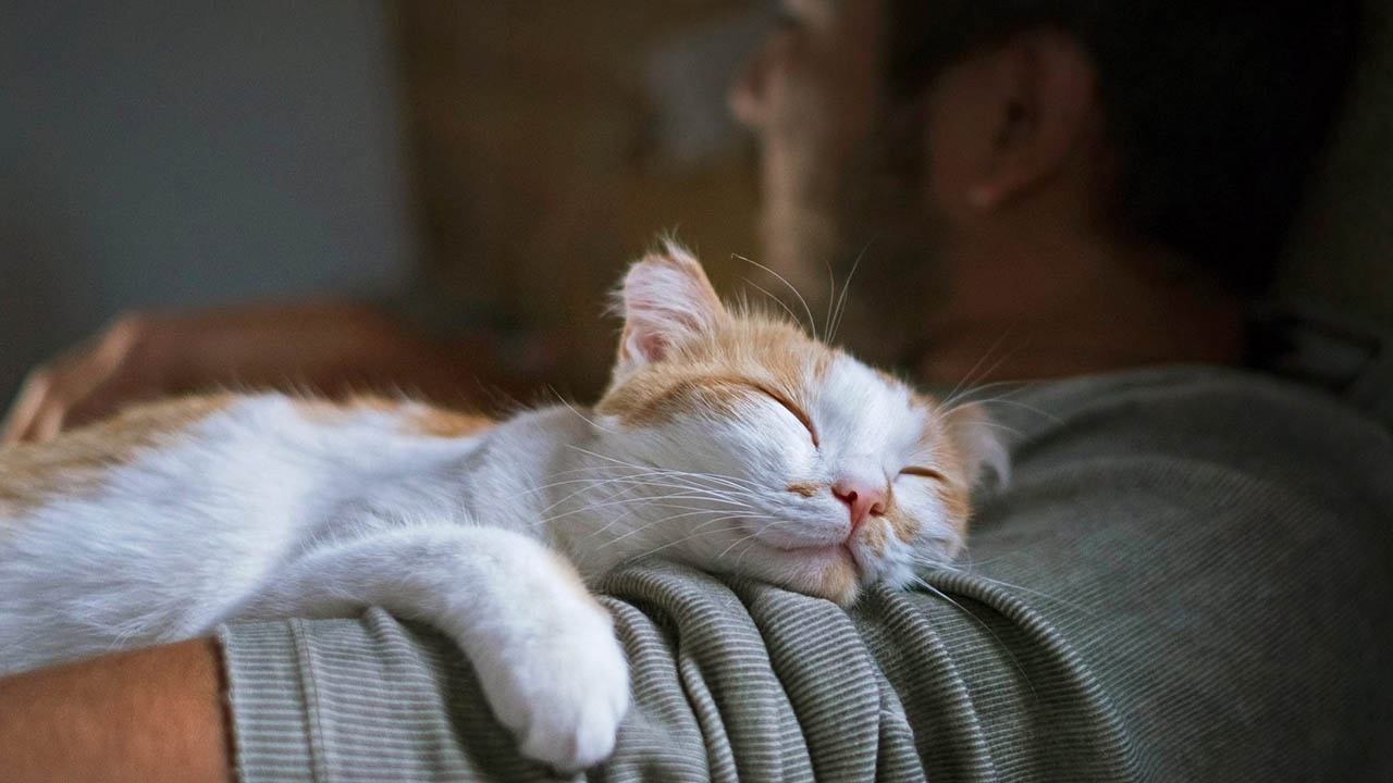 Your cat isn't just being cute—here's why they sleep with you