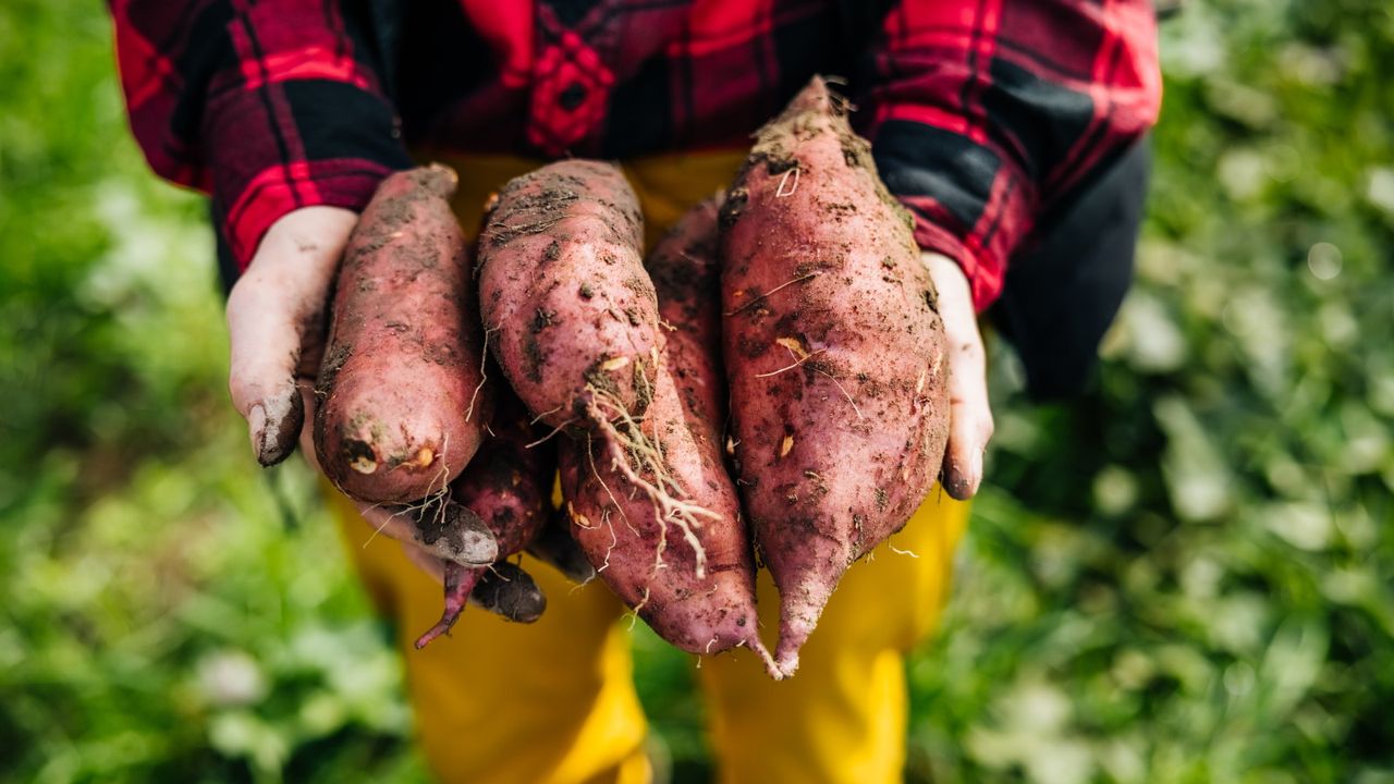 How to grow a sweet potato in water – 7 simple steps to get lots of new ...