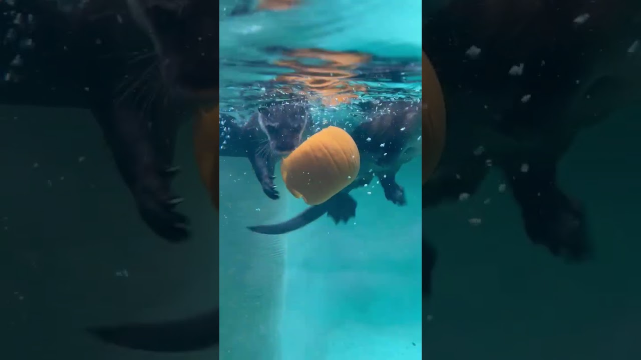 Otters show pumpkin obsession you won’t believe