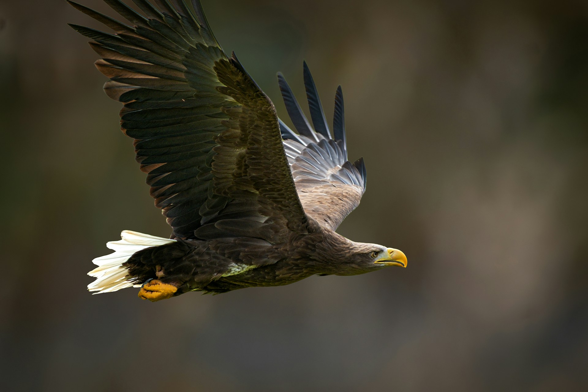 White-tailed eagles are back after 200 years, and the Isle of Wight is ...