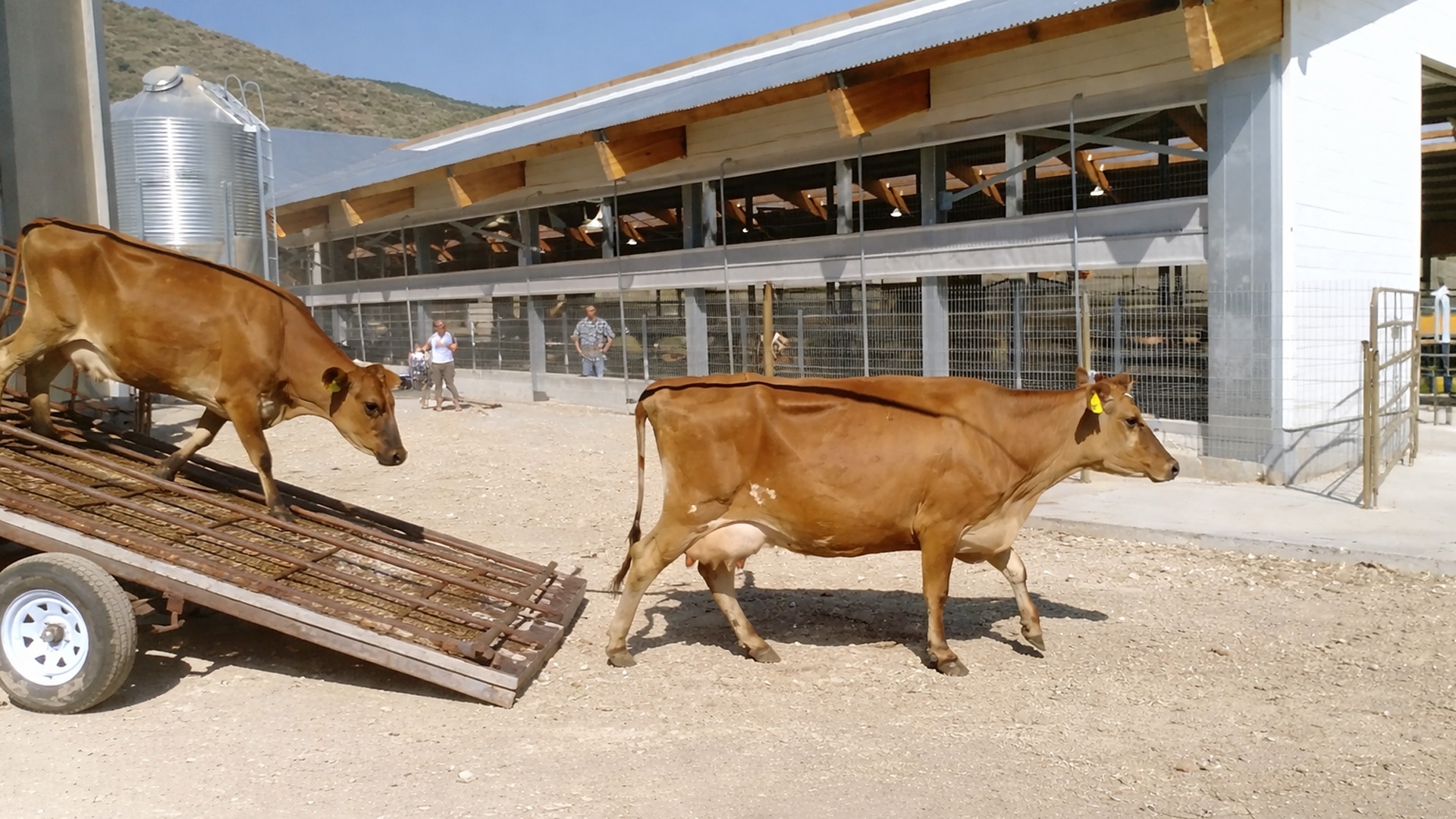 Our first dairy cows arrive on the farm
