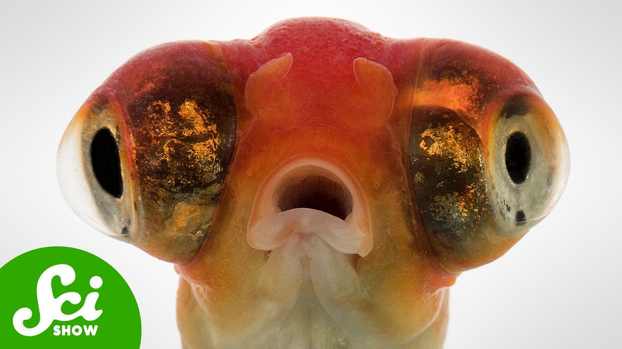 How goldfish went from pretty to invincible and back again