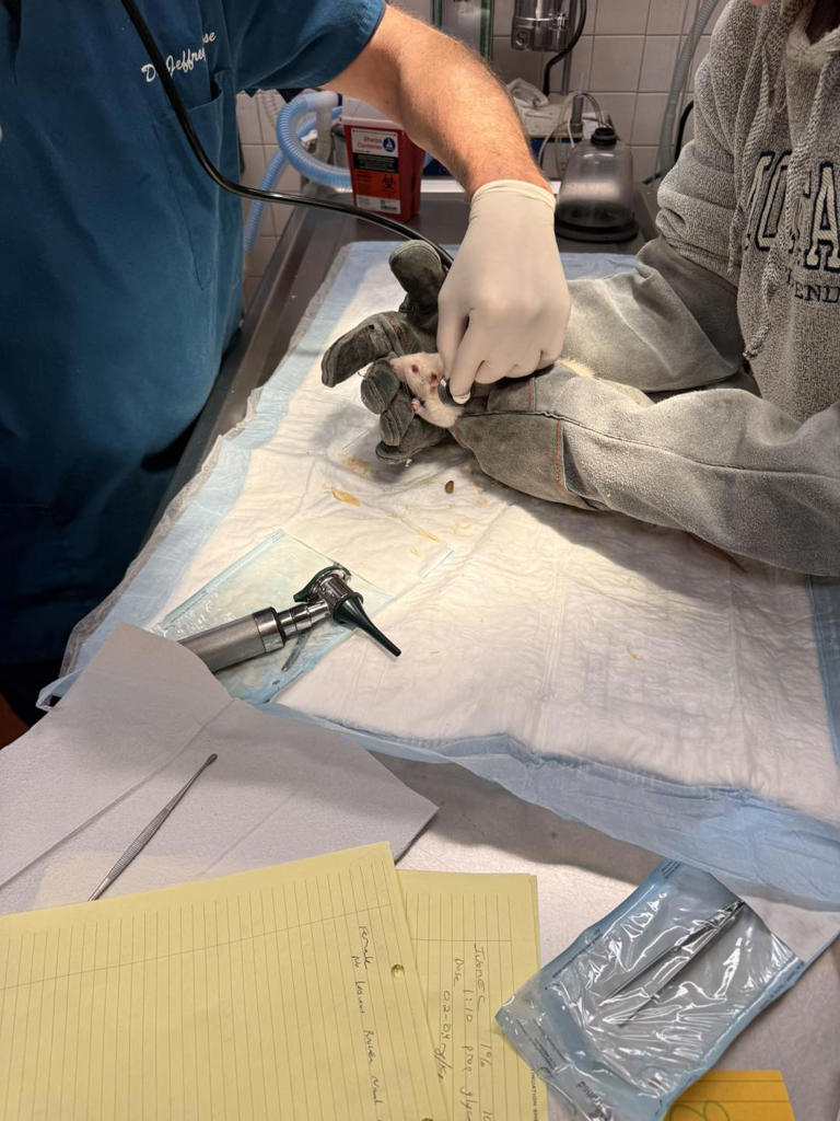 Rescuers saved 450 pet rats. Now they’re trying to get people to adopt ...