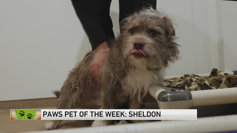 PAWS pet of the week: Meet Sheldon!