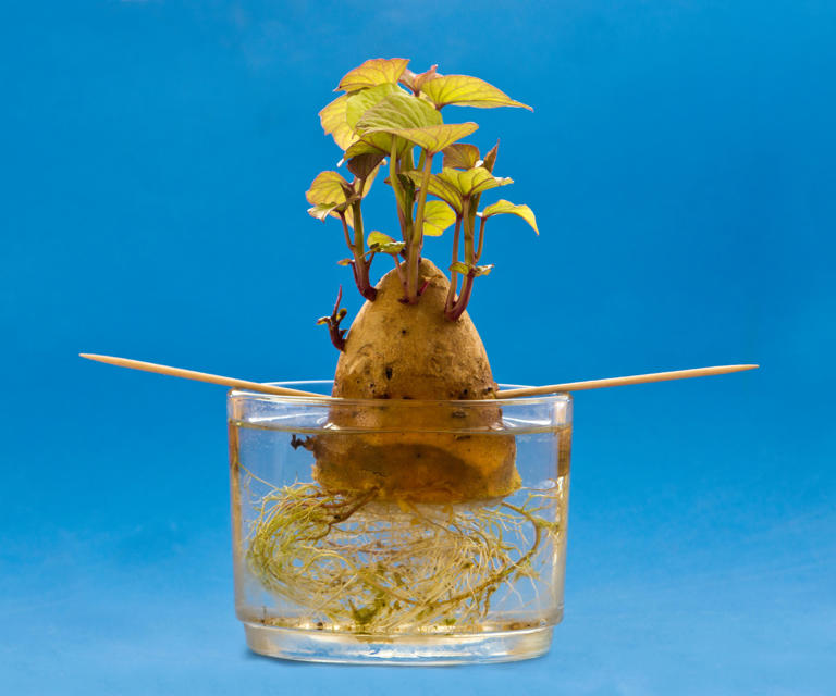 How to grow a sweet potato in water – 7 simple steps to get lots of new ...