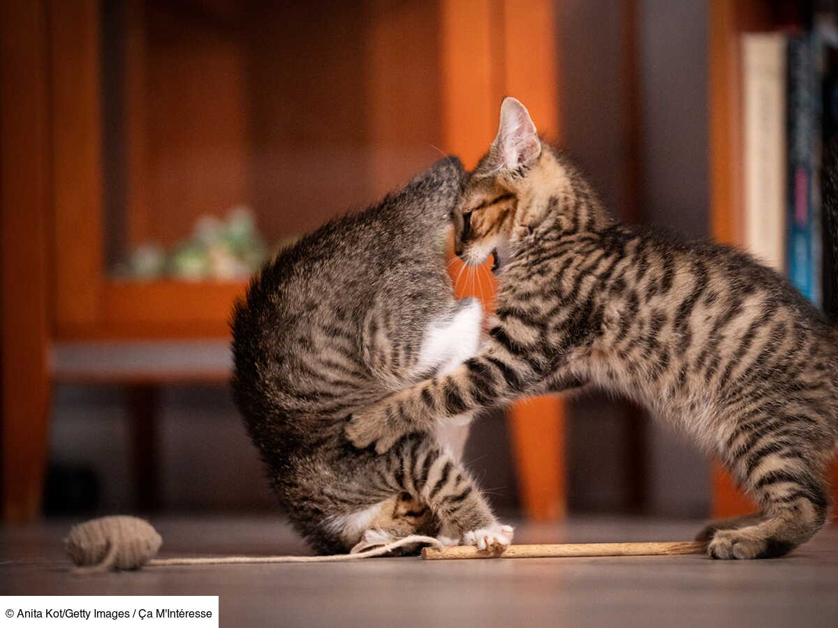 Anatomie du chat : 10 faits surprenants à découvrir