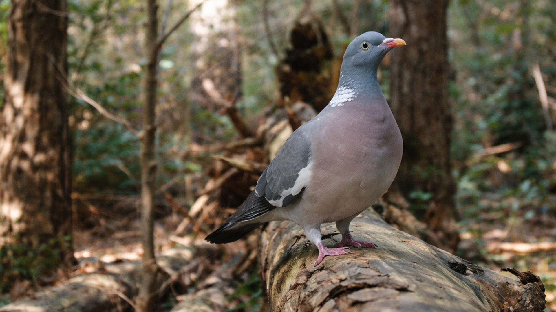 What the camera trap found in the wilderness