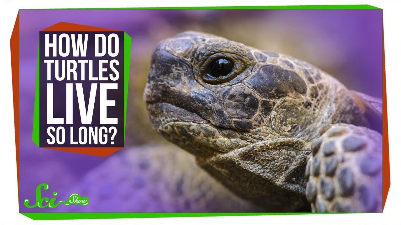 How do turtles live so long?