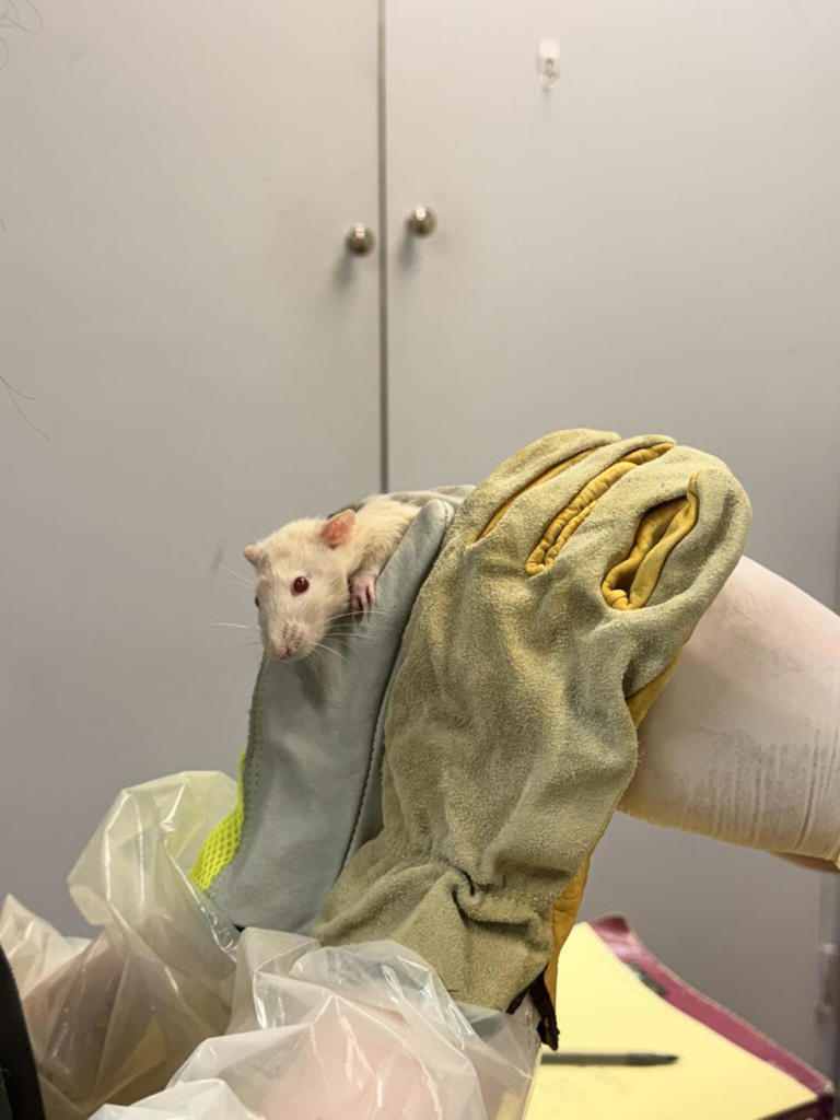 Rescuers saved 450 pet rats. Now they’re trying to get people to adopt ...