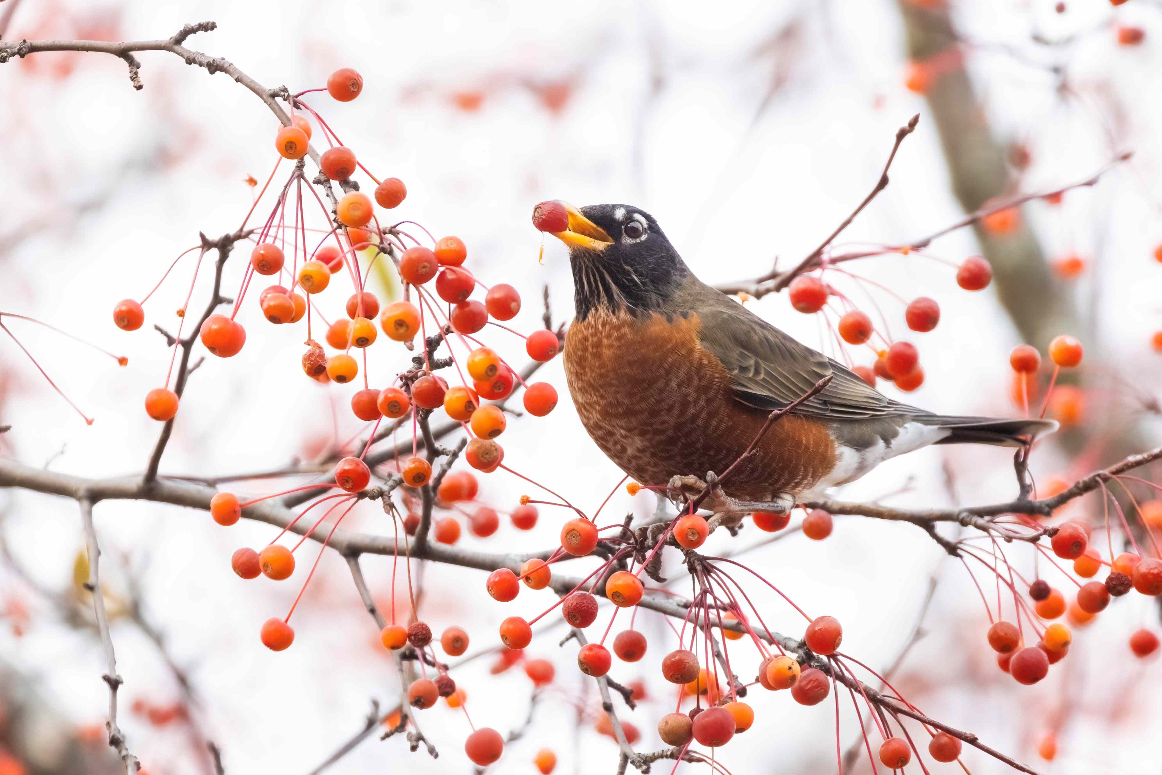 6 plants that add color to your winter garden with berries