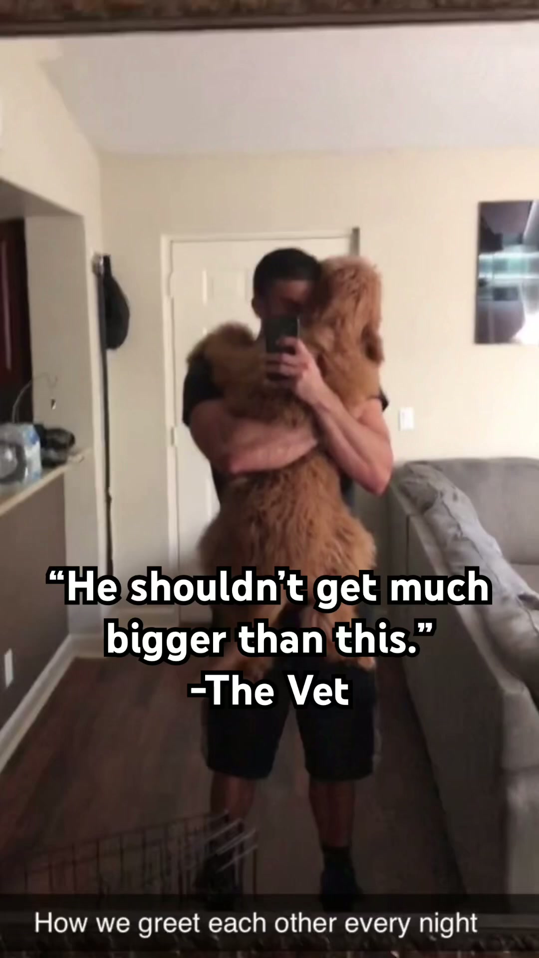 The real life Clifford the big red dog! #goldendoodle #transformation # ...