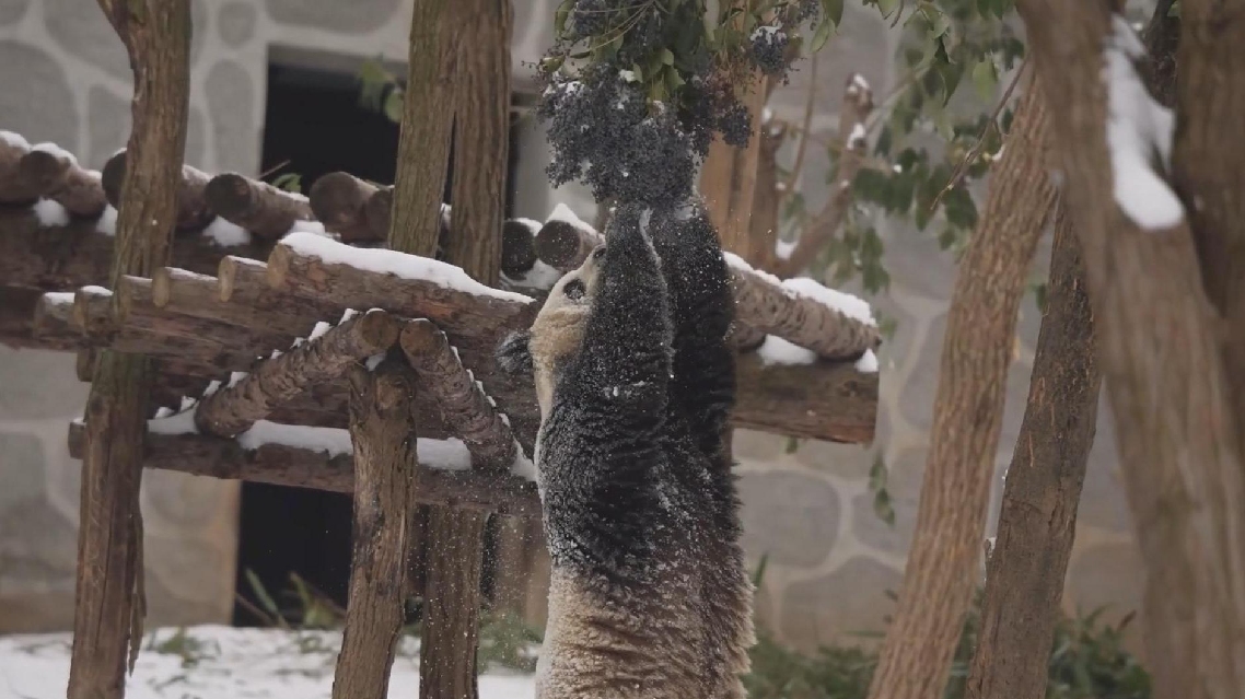 China - panda gigante/nieve