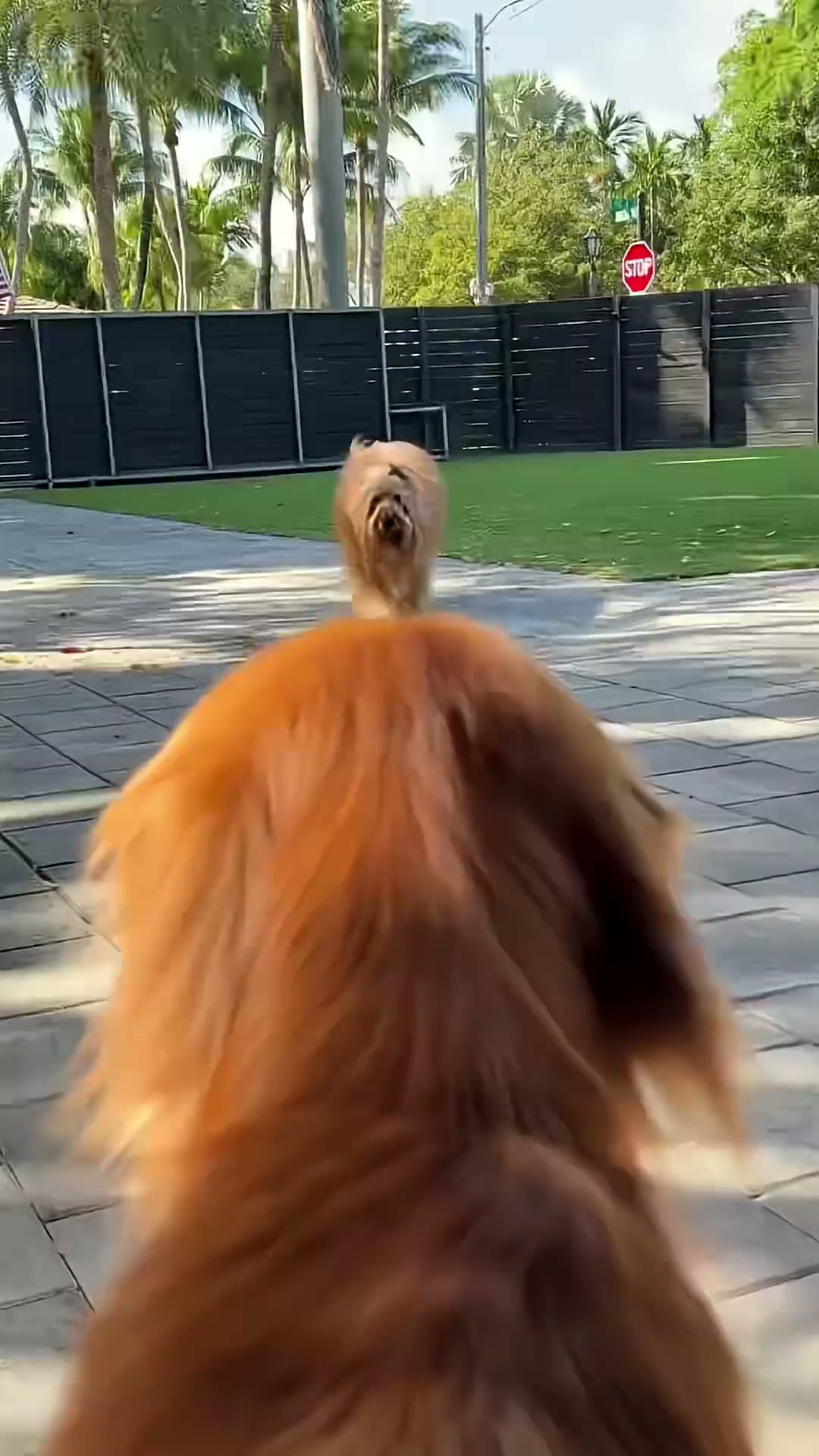 These vicious dog attacks will scare you! #goldendoodle #sneakattack # ...